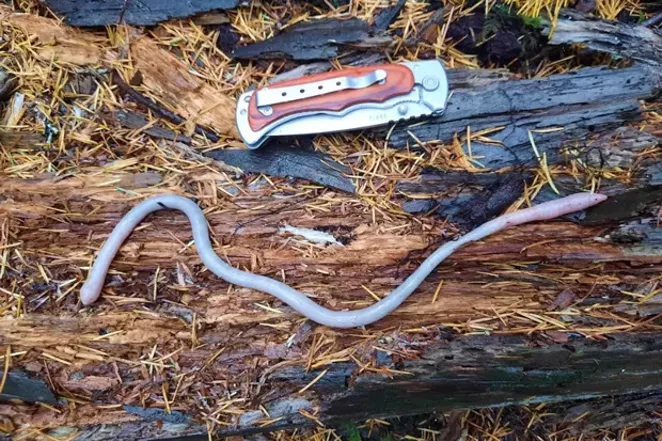 The Oregon Giant Earthworm | The Source Weekly - Bend, Oregon
