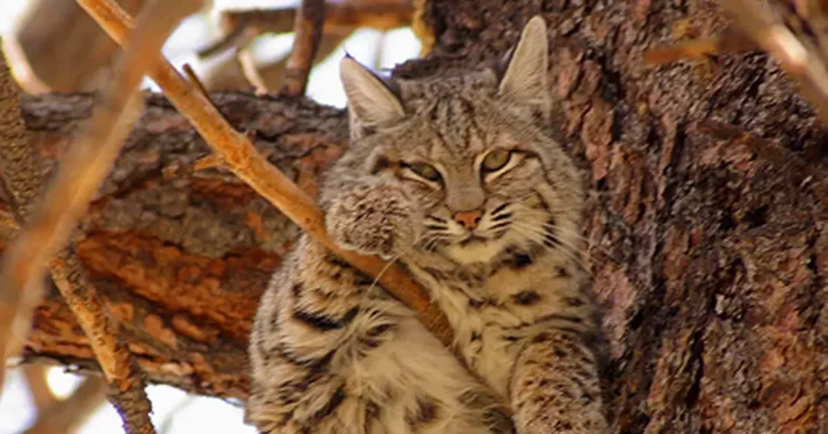 Bobcat Business | The Source Weekly - Bend, Oregon