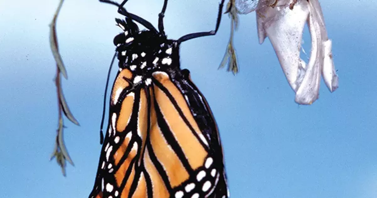 The Endangered Monarch | The Source Weekly - Bend, Oregon