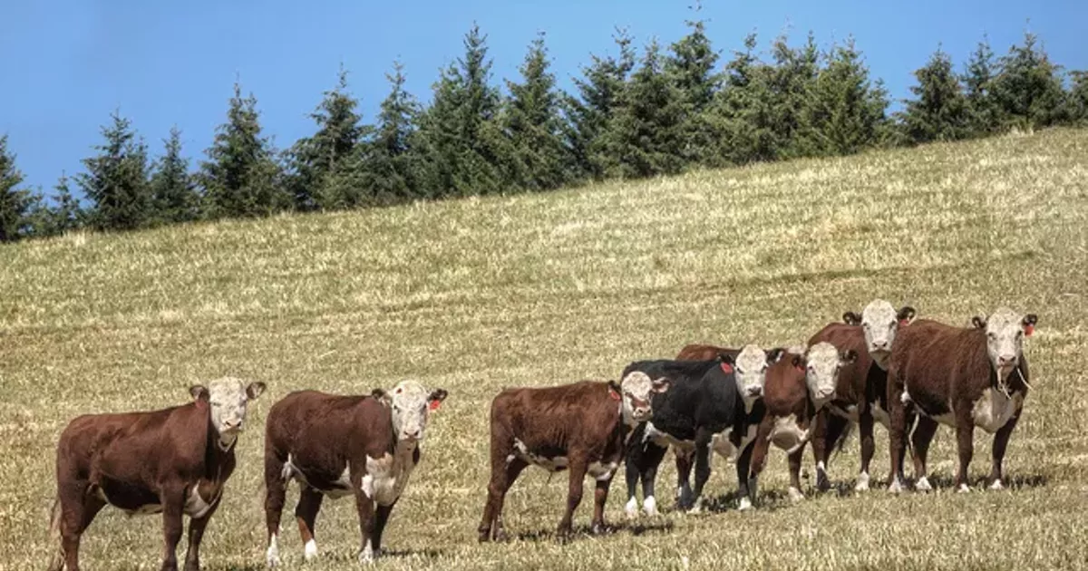 Farmer's Diary: Counting Cows in Wisconsin | The Source Weekly - Bend ...