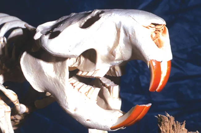 All Hail the Mighty Beaver | The Source Weekly - Bend, Oregon