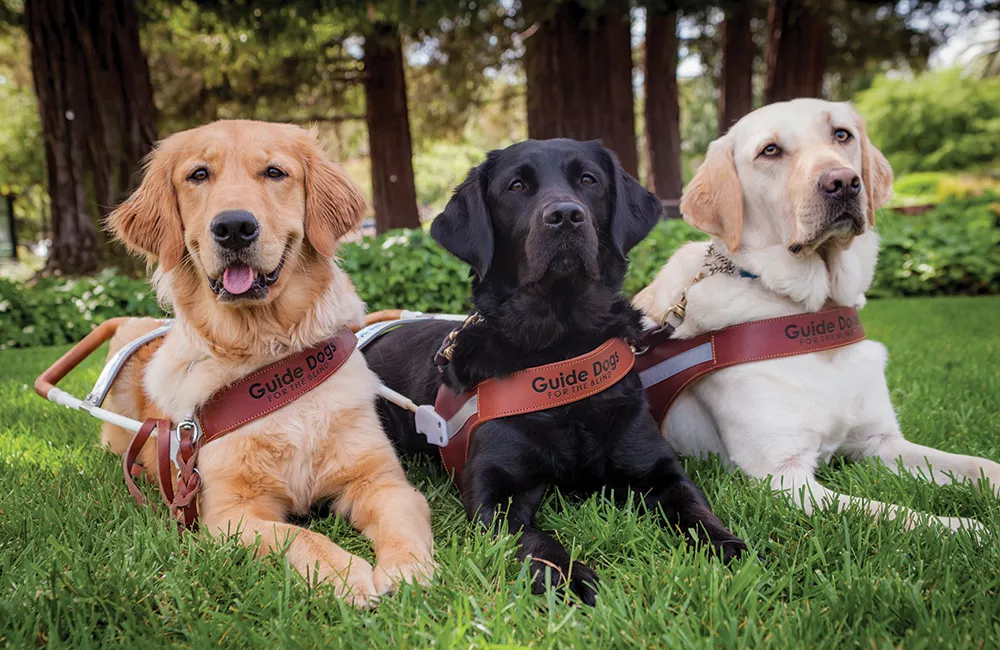 Guide Dogs for the Blind | The Source Weekly - Bend, Oregon