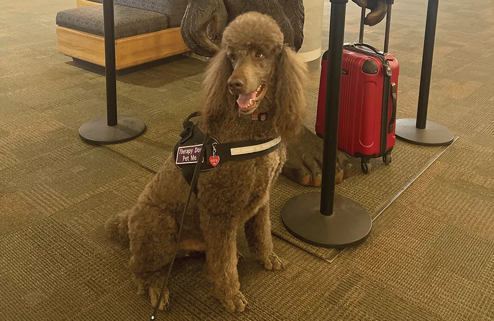 Airport Dogs Share a "Pawsitive" Attitude | The Source Weekly - Bend ...