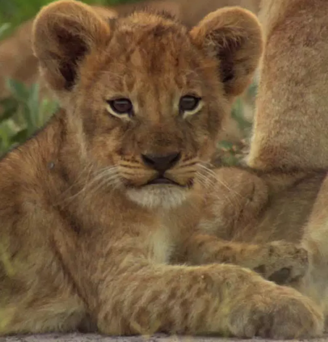 Charity: The Last Lions | Arts Preview | Creative Loafing Charlotte