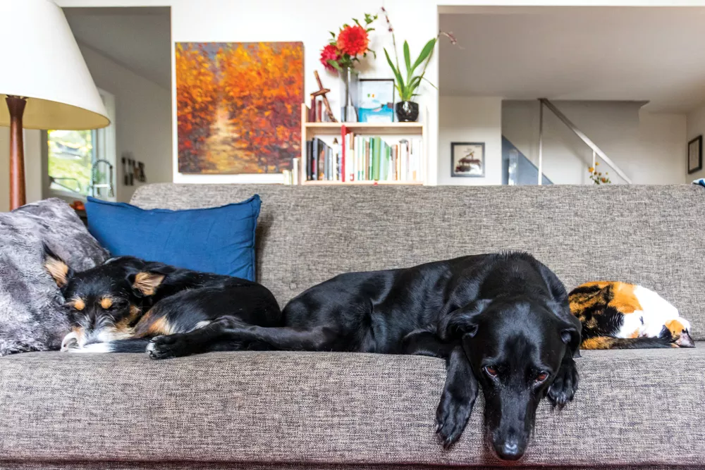 Alexandra Horowitz How Do Dogs See With Their Noses