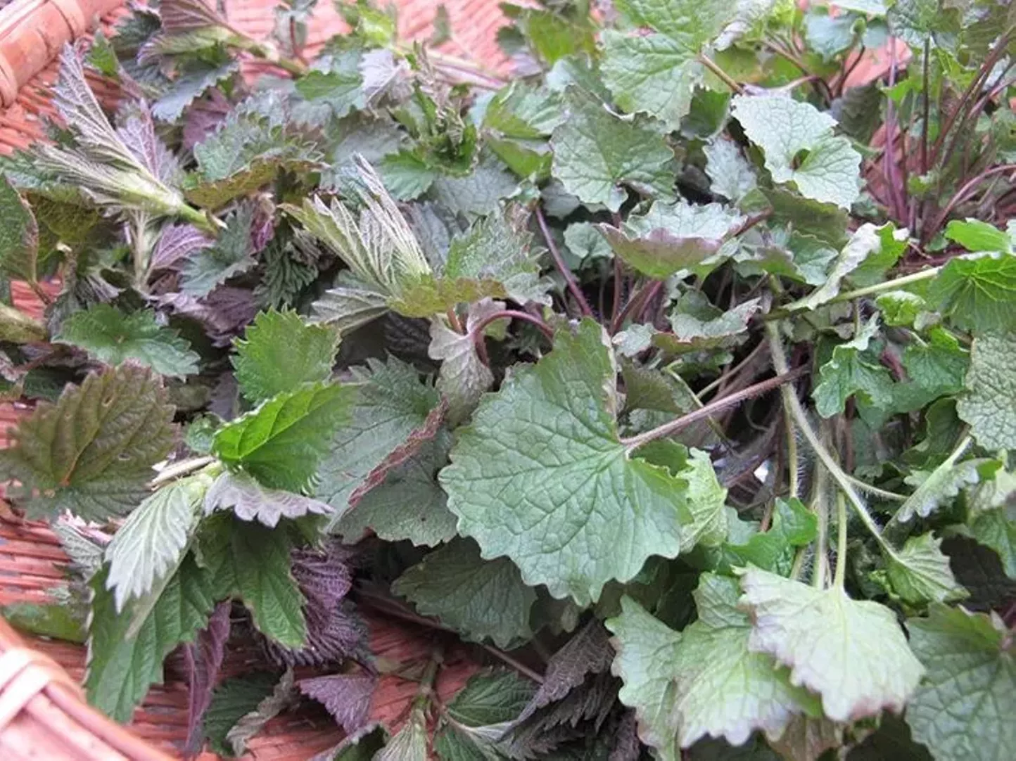 Foraging for Spring Wild Edibles with Dina Falconi | Outdoors | Hudson ...