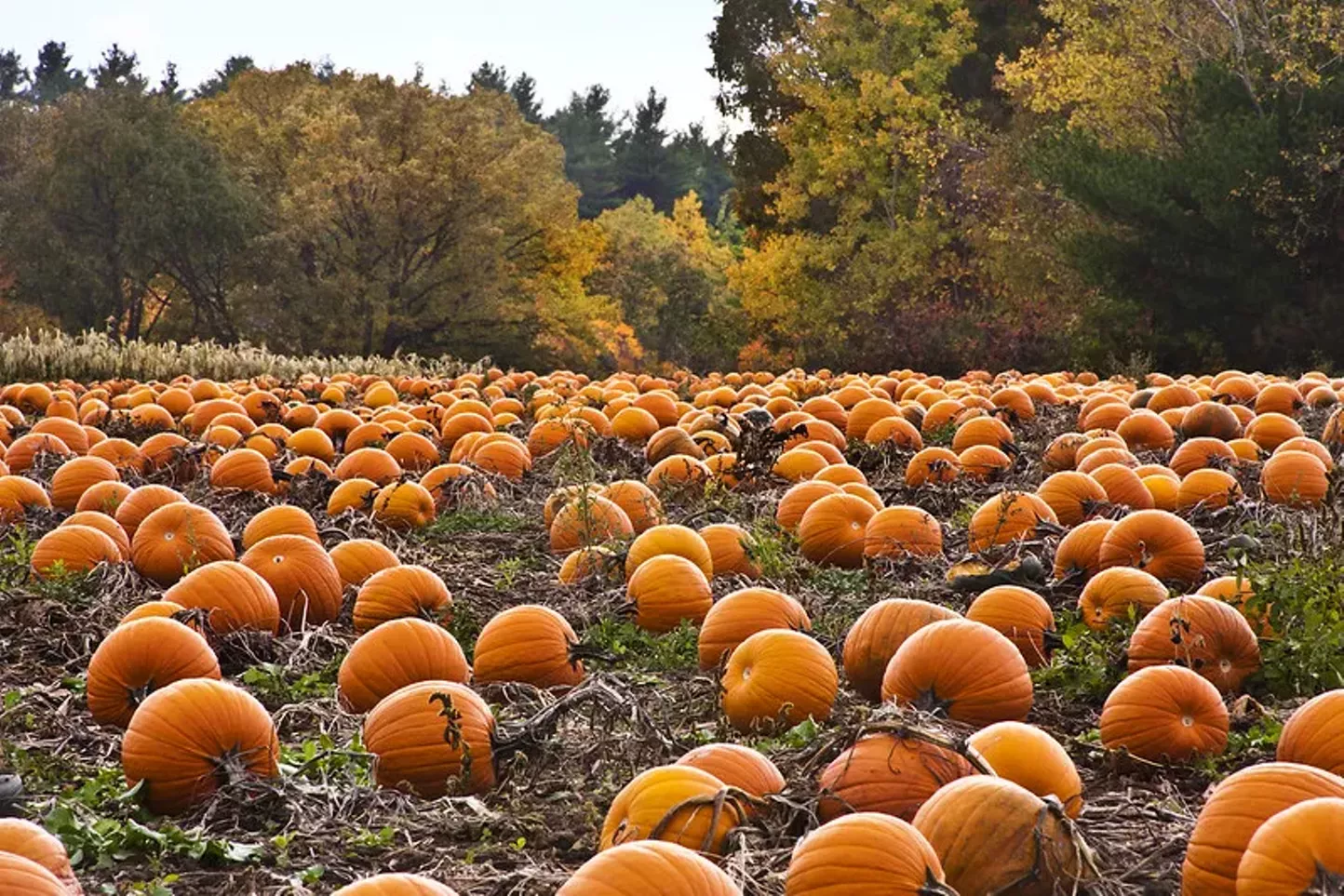 The Hudson Valley's Best U-Pick Pumpkin Patches | Farms & CSA | Hudson ...