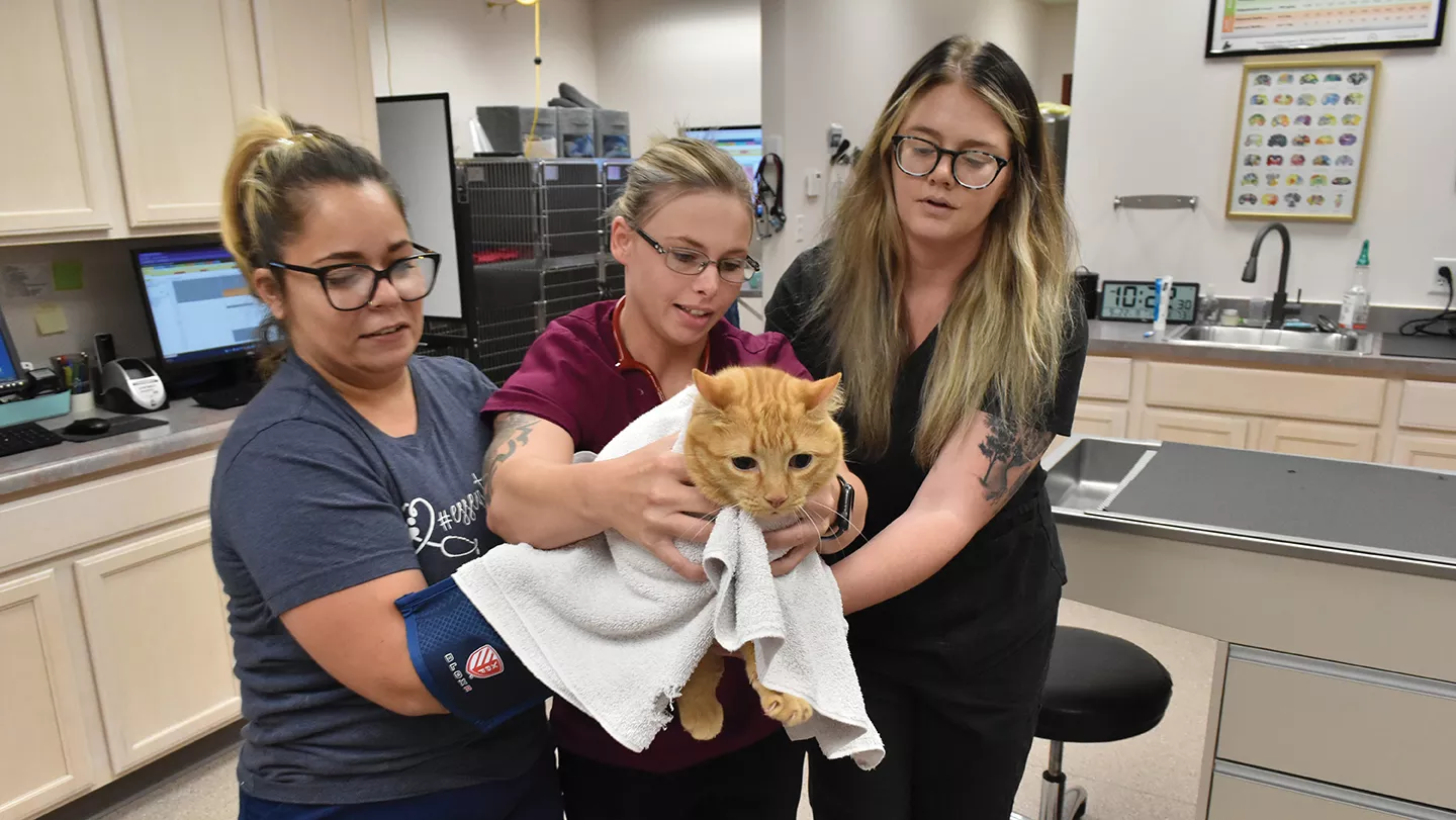 Not Enough Vets For Pets News Illinois Times