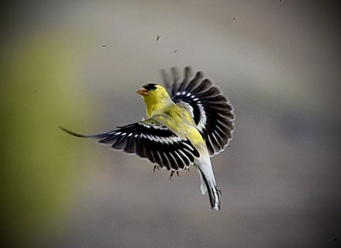 Inland 360: Where you go for what you do | Gallery | Gold Finch