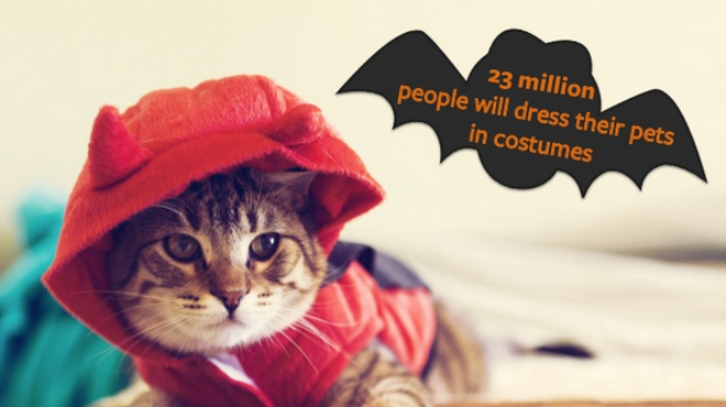 CAT FRIDAY: Results of the Halloween Cats Photo Contest | Bloglander
