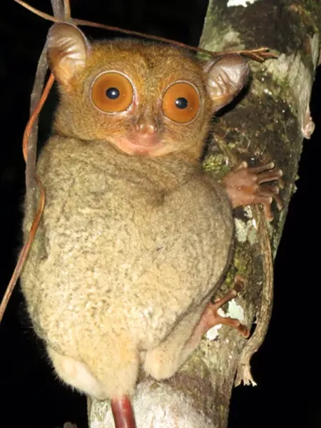 Tarsier Monkey Tail