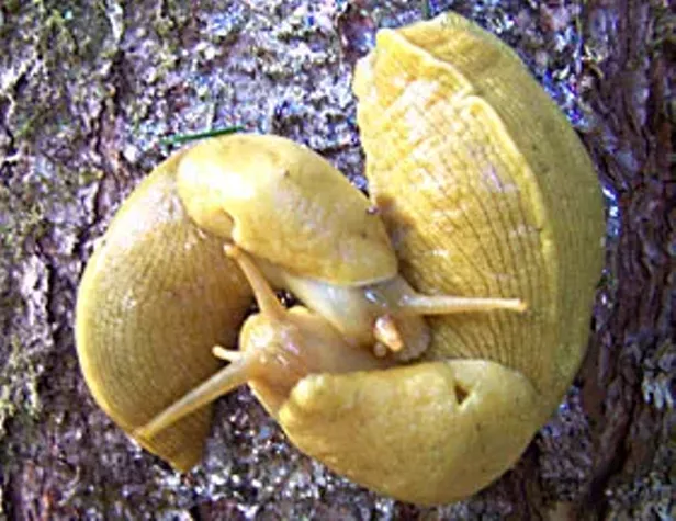 What Do Banana Slugs Know About Reproduction Garlicks Notebook North Coast Journal