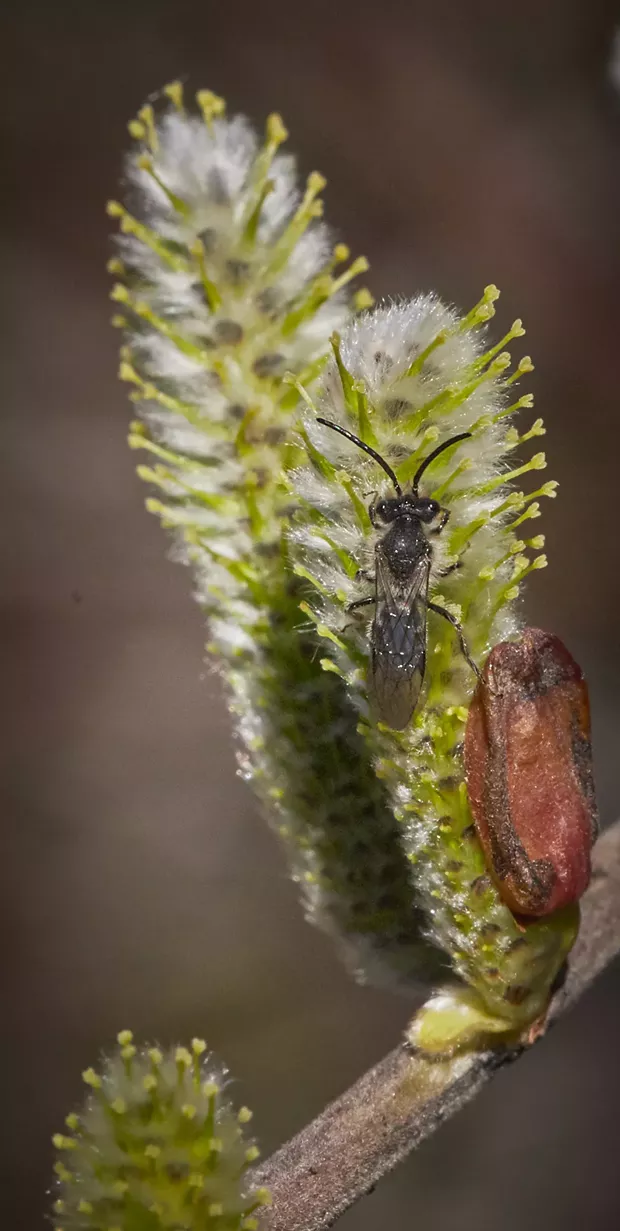 HumBug: Bees and May-bees on the Willow | HumBug Online