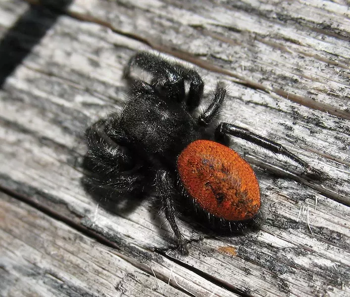 Fuzzy Orange And Black Spider