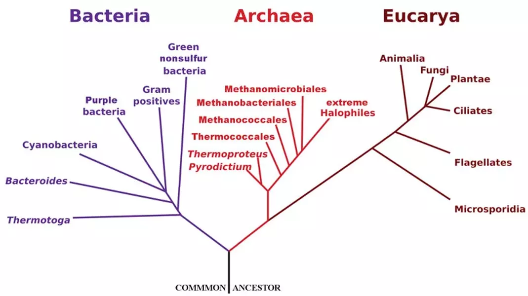 Phylogenetic Tree Of Life Animalia