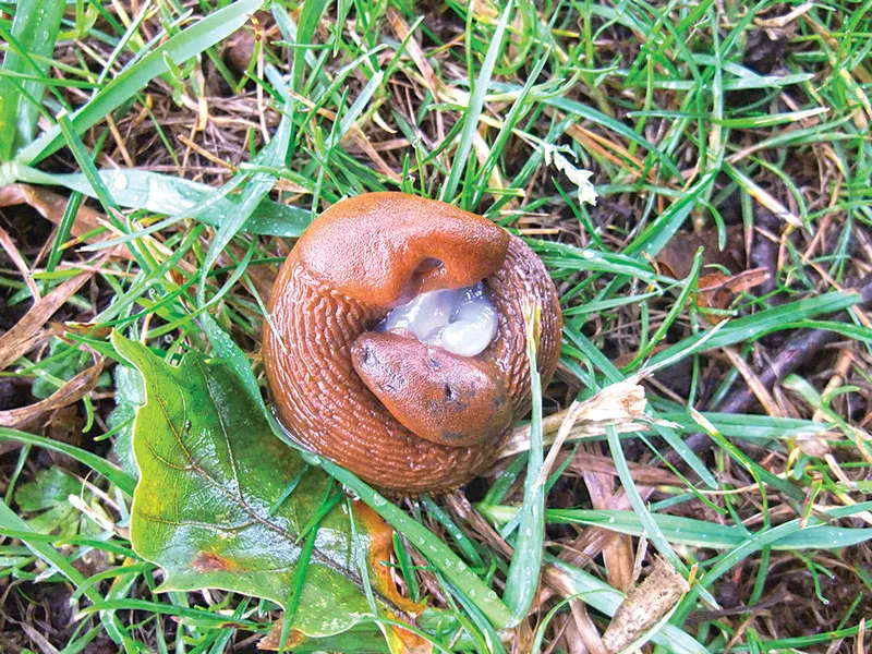 What Happens When You Salt A Slug