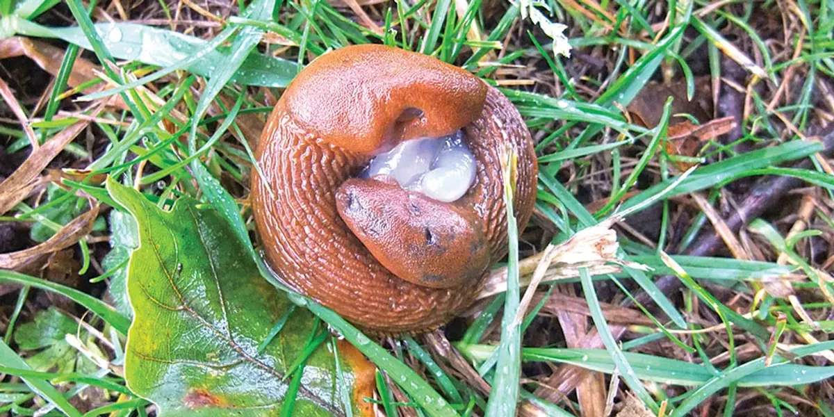 Pouring Salt On A Snail