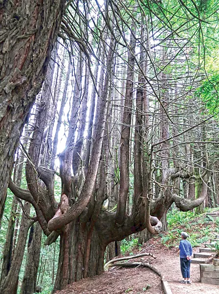 Candelabra Tree