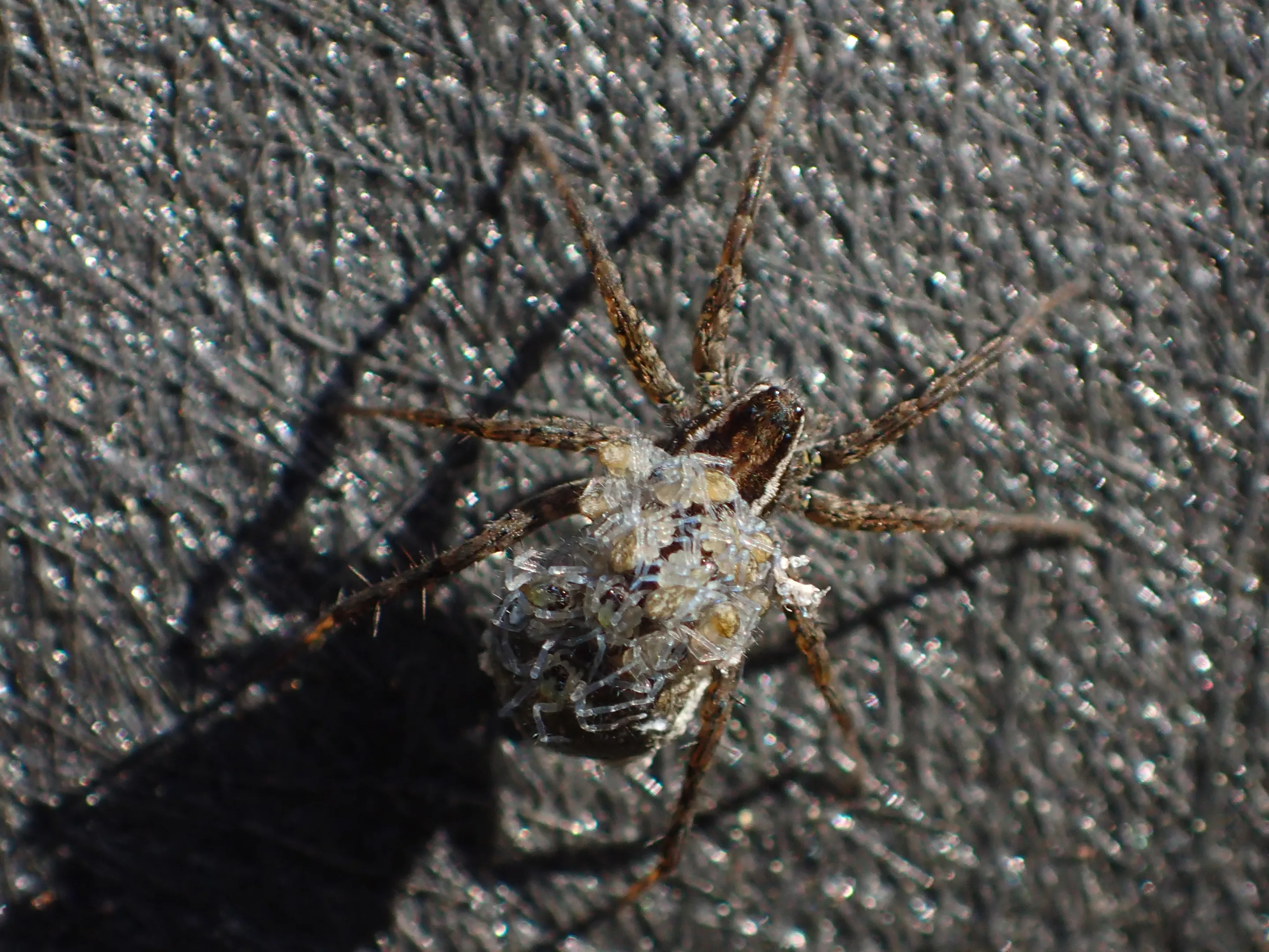 HumBug: Spiders at School | HumBug Online