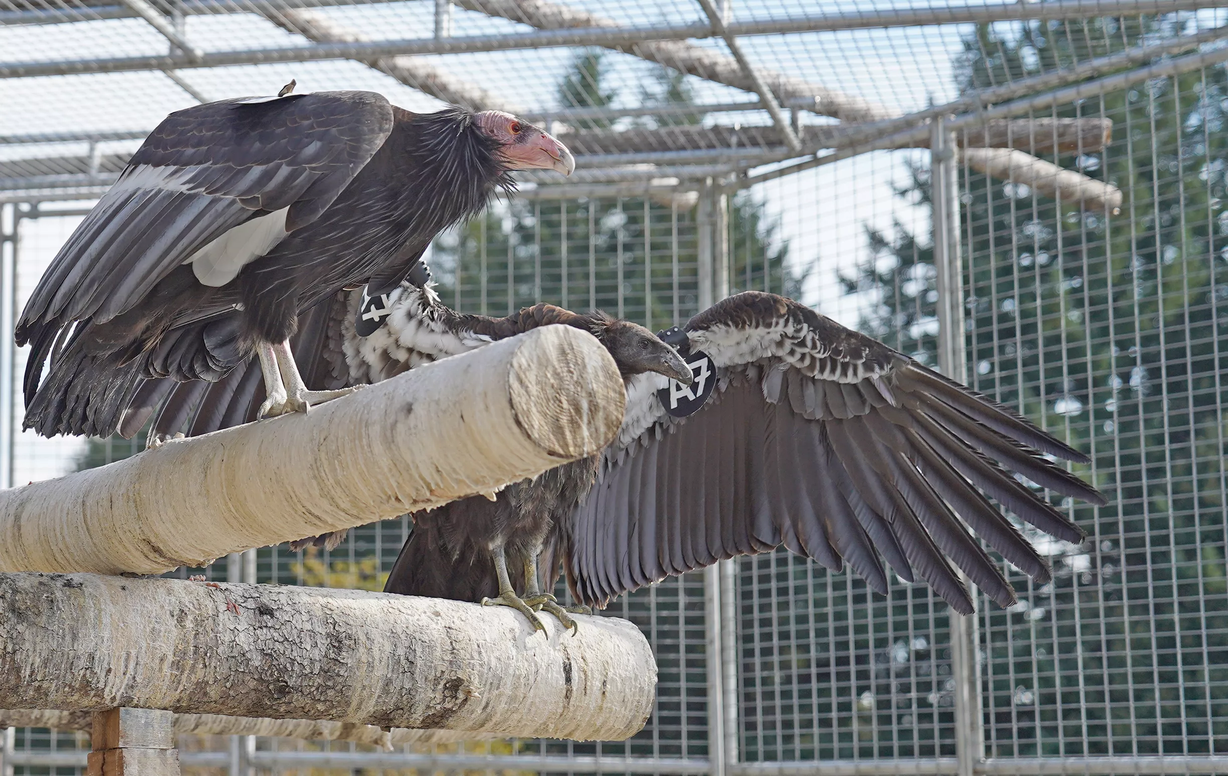 A7 Makes Seven Condors Flying Free on the North Coast (with Video ...