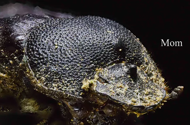 HumBug: Macro Mania | HumBug Online