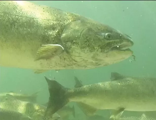 Karuk Tribe: McKinney Fire Causing Klamath Fish Kill | News Blog