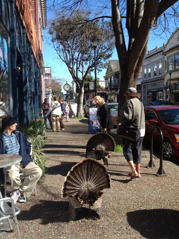 Walkin' Turkey | News Blog