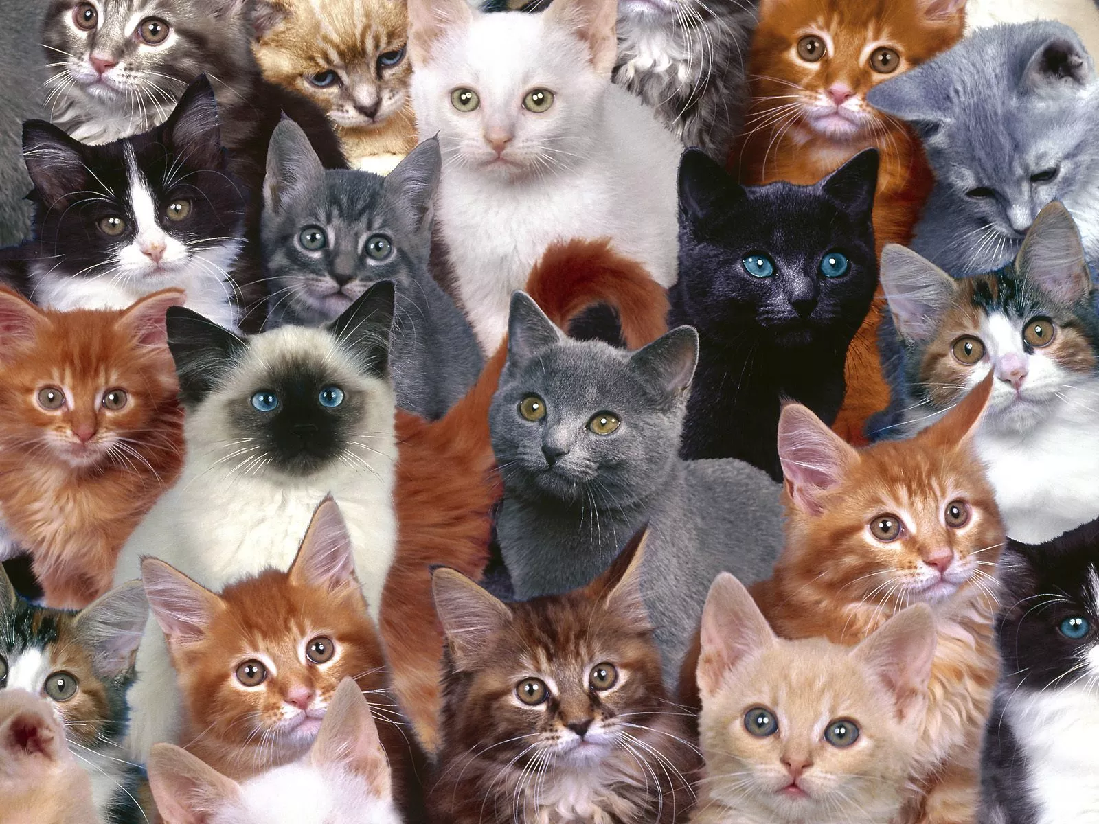 A woman in Melbourne was somehow living with 100 cats | Blogs