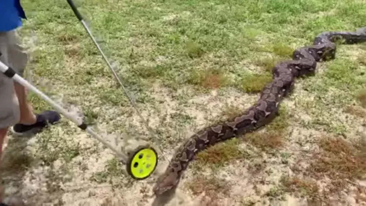 Largest Snake Recorded In The World - Snake Poin