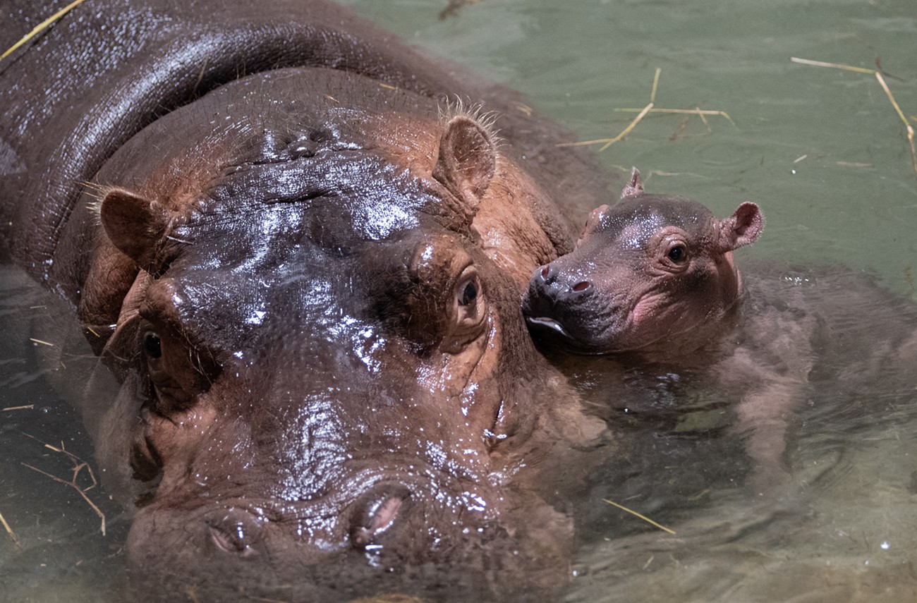 Good Morning, News: Reward Offered in Wolf Shooting, Wild Oregon Horse ...