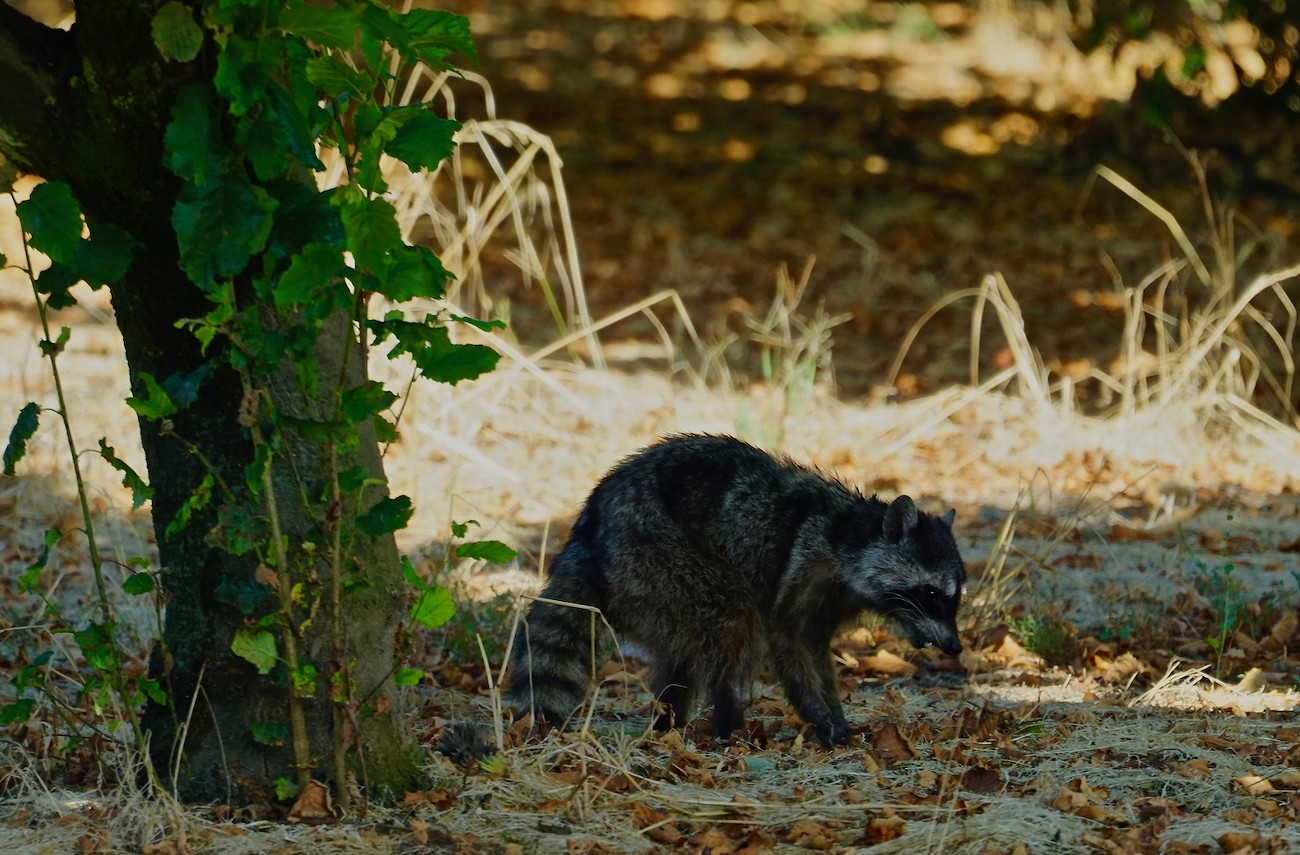 Good Afternoon, News: Filbert Price Crisis, Rene Gonzalez Calls ...