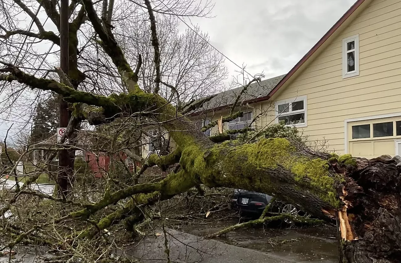 Good Morning, News: Urban Forestry's Getting Sued, No More CAHOOTS in ...