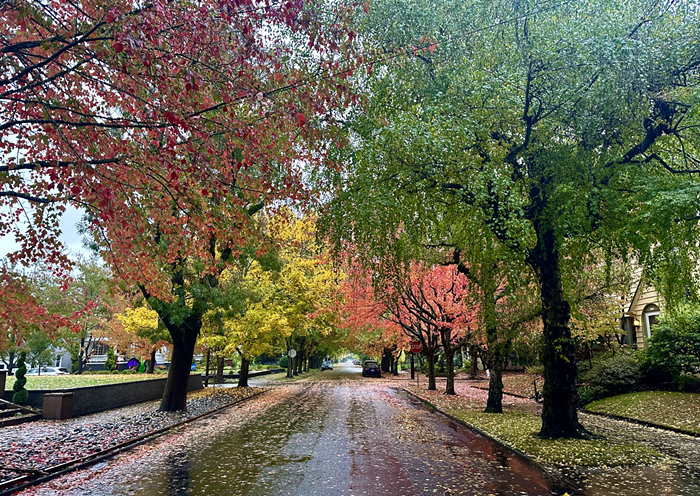 Missing the Forest and the Trees: How City Politics Are Getting in the ...