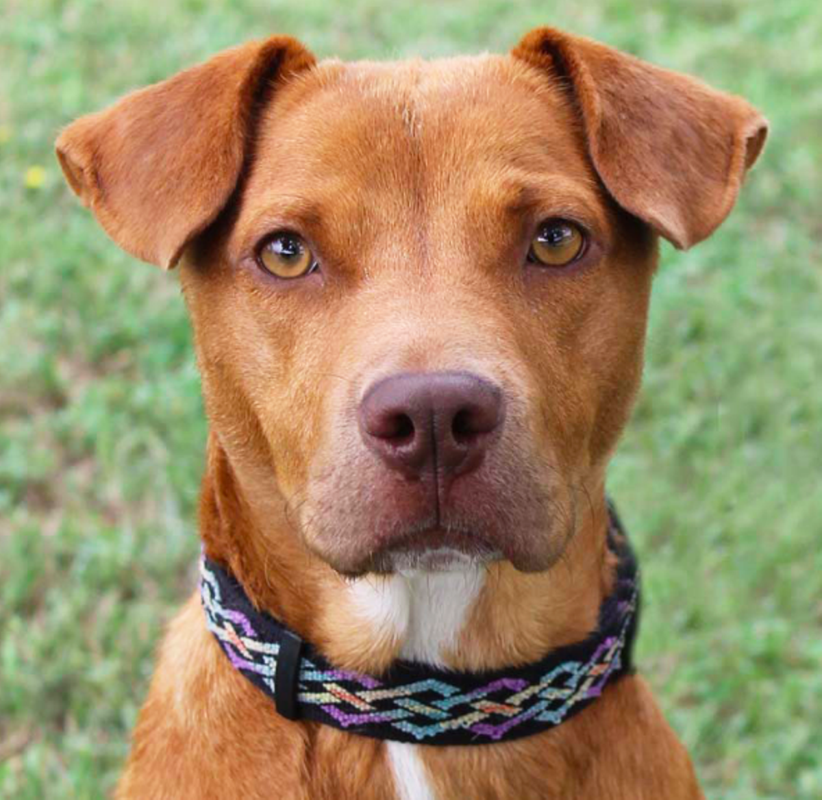 20 Adoptable Dogs in San Antonio That Want to Live Their Best Life With ...