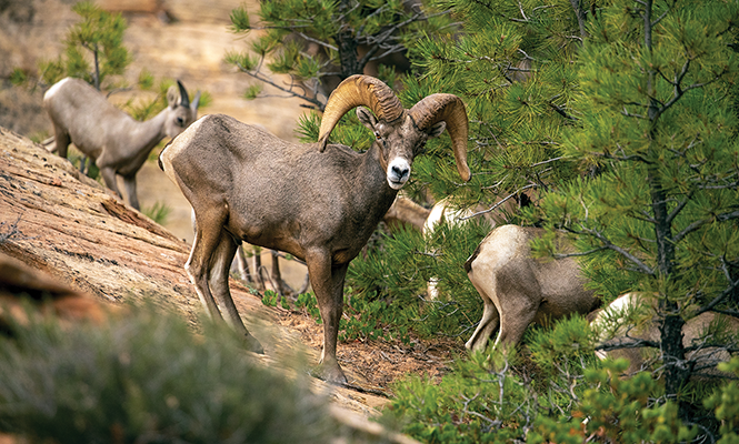 Relocation efforts and nurseries are helping to restore Utah's bighorn ...