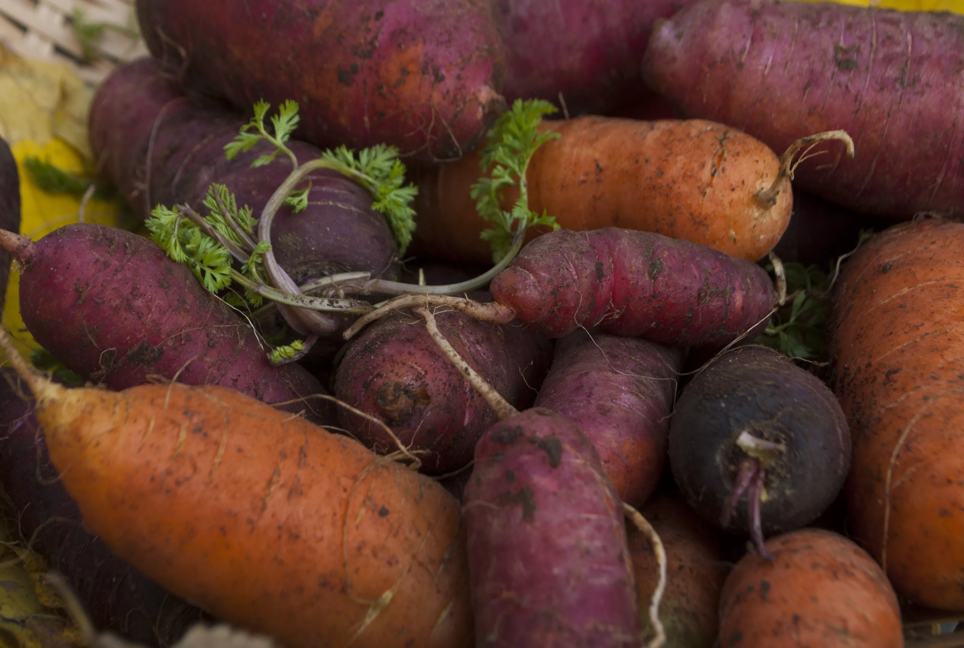 Farmers Market Kitchen: Cocoa-Chile Beef or Roots | Bite Club