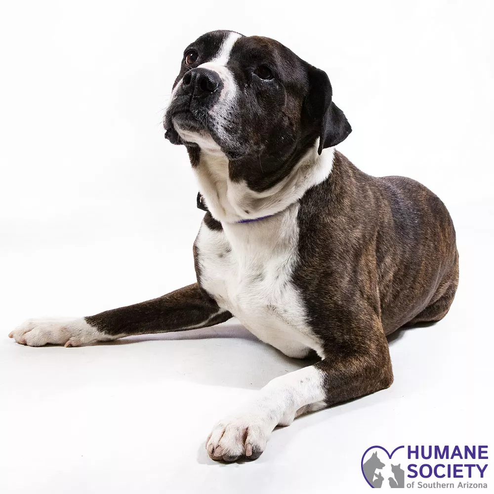 Adoptable Pet: Dex Needs a Home | The Range