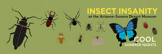 Insect Insanity at the Arizona-Sonora Desert Museum | The Range