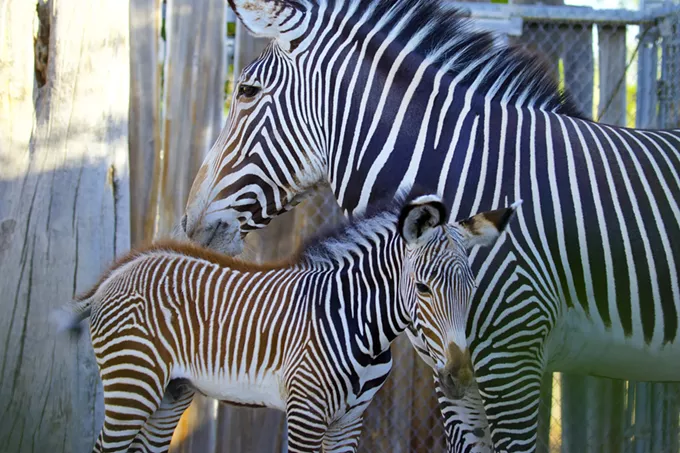 Anna the Zebra Gives Birth to a Baby Boy | The Range